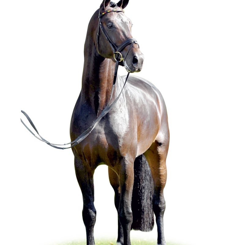 Fürst Romancier | Hengste Total