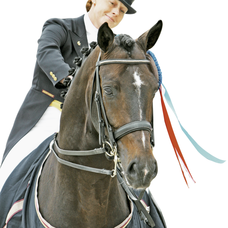 Diamond Hit | Hengste Total